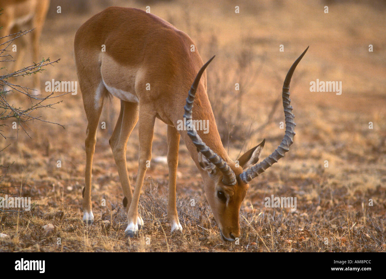 Impala showing the beautiful shaped horns Stock Photo - Alamy