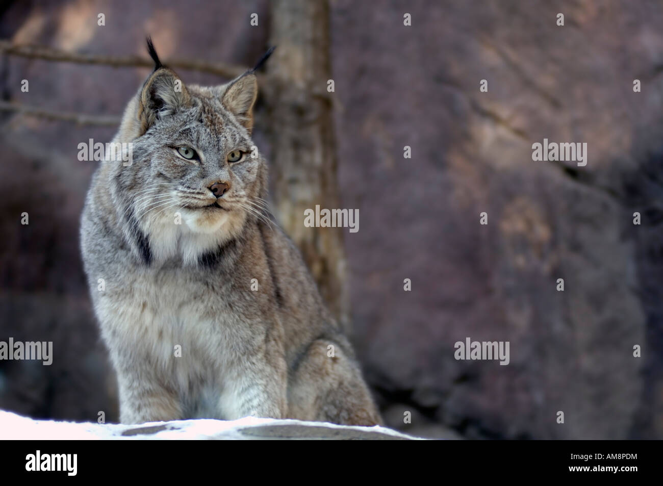 A Canadian lynx Lynx Canadensis sitting on snow Stock Photo - Alamy