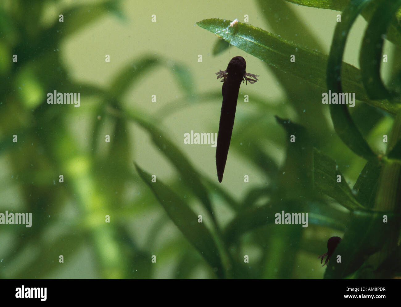 Tadpole with external gill hi-res stock photography and images - Alamy