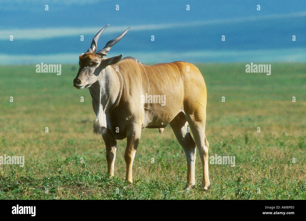 Eland a classic portrait Stock Photo - Alamy