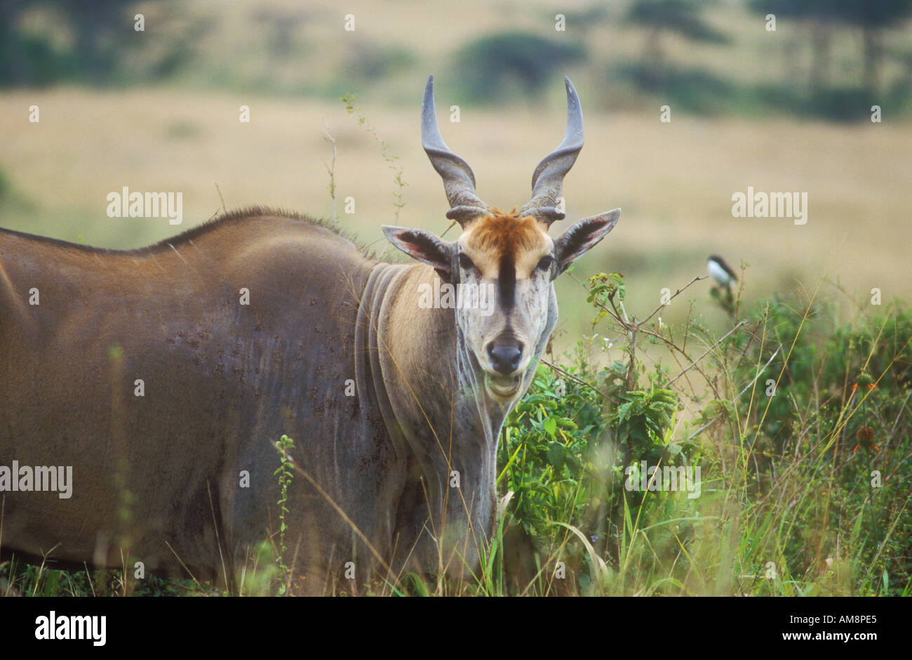Eland close up on head Stock Photo - Alamy