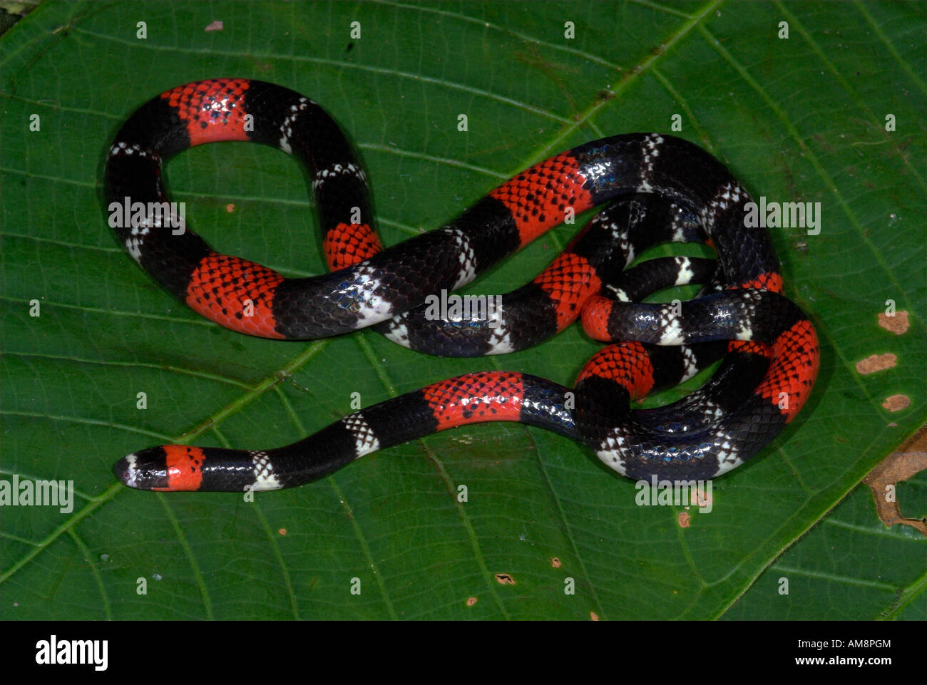 South american coral snake micrurus hi-res stock photography and images ...