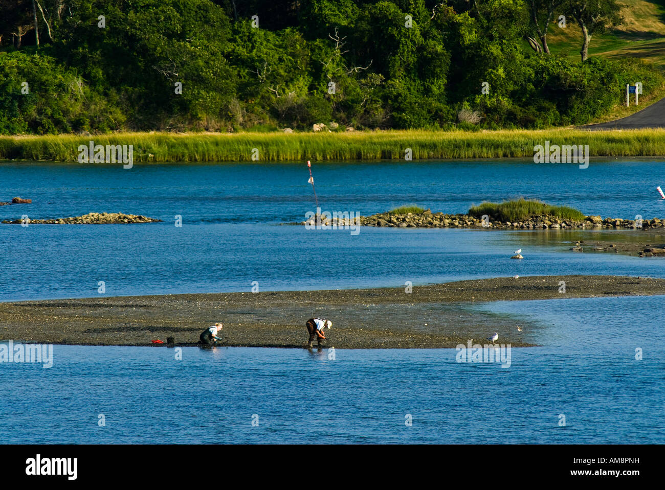 Clamming mill pond orleans massachusetts hi-res stock photography and ...
