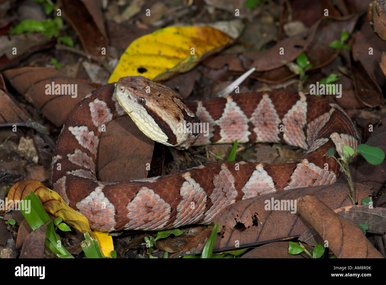 Jumping Pitviper Snake Atropoides mexicanus Central American Stock ...