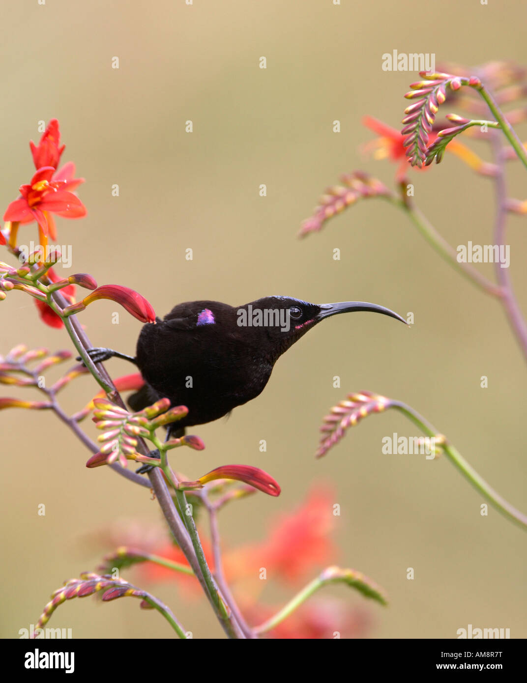 African black sunbird amethyst sunbird hi-res stock photography and ...