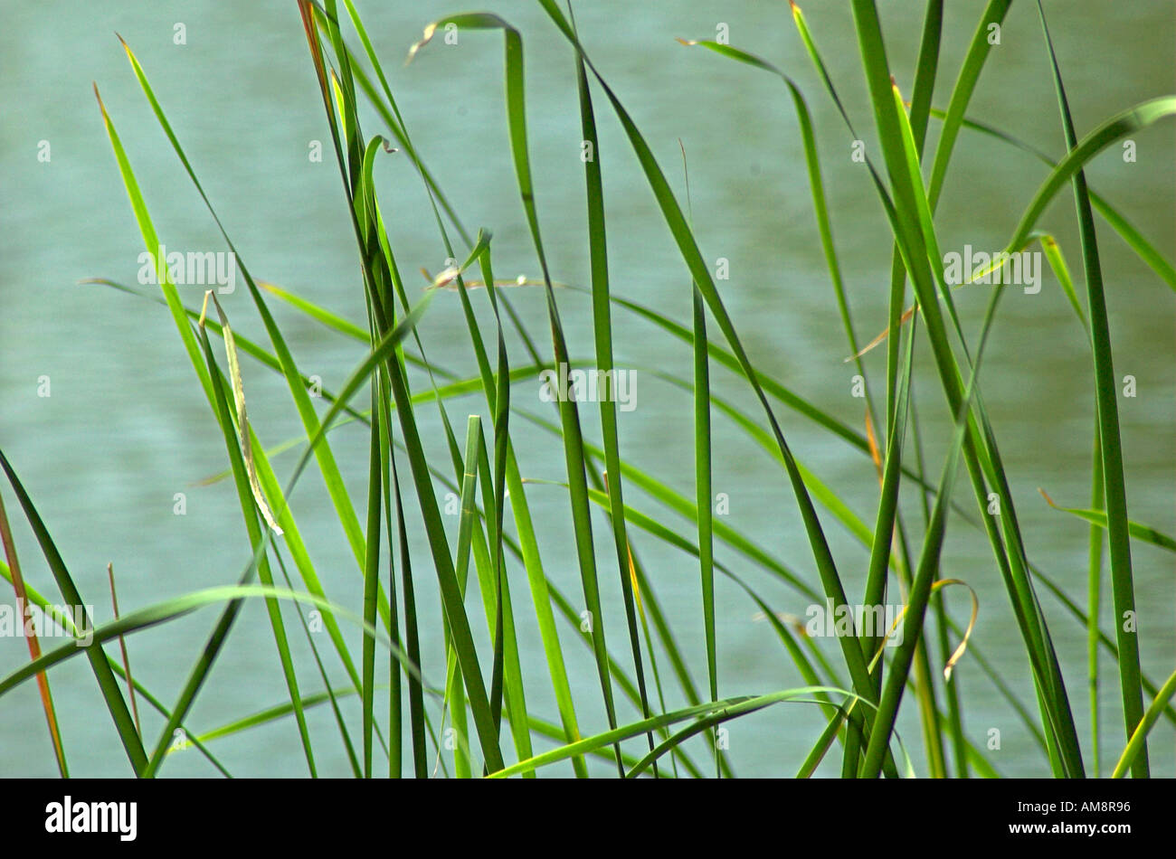 Ornamental ornamental edge hi-res stock photography and images - Alamy