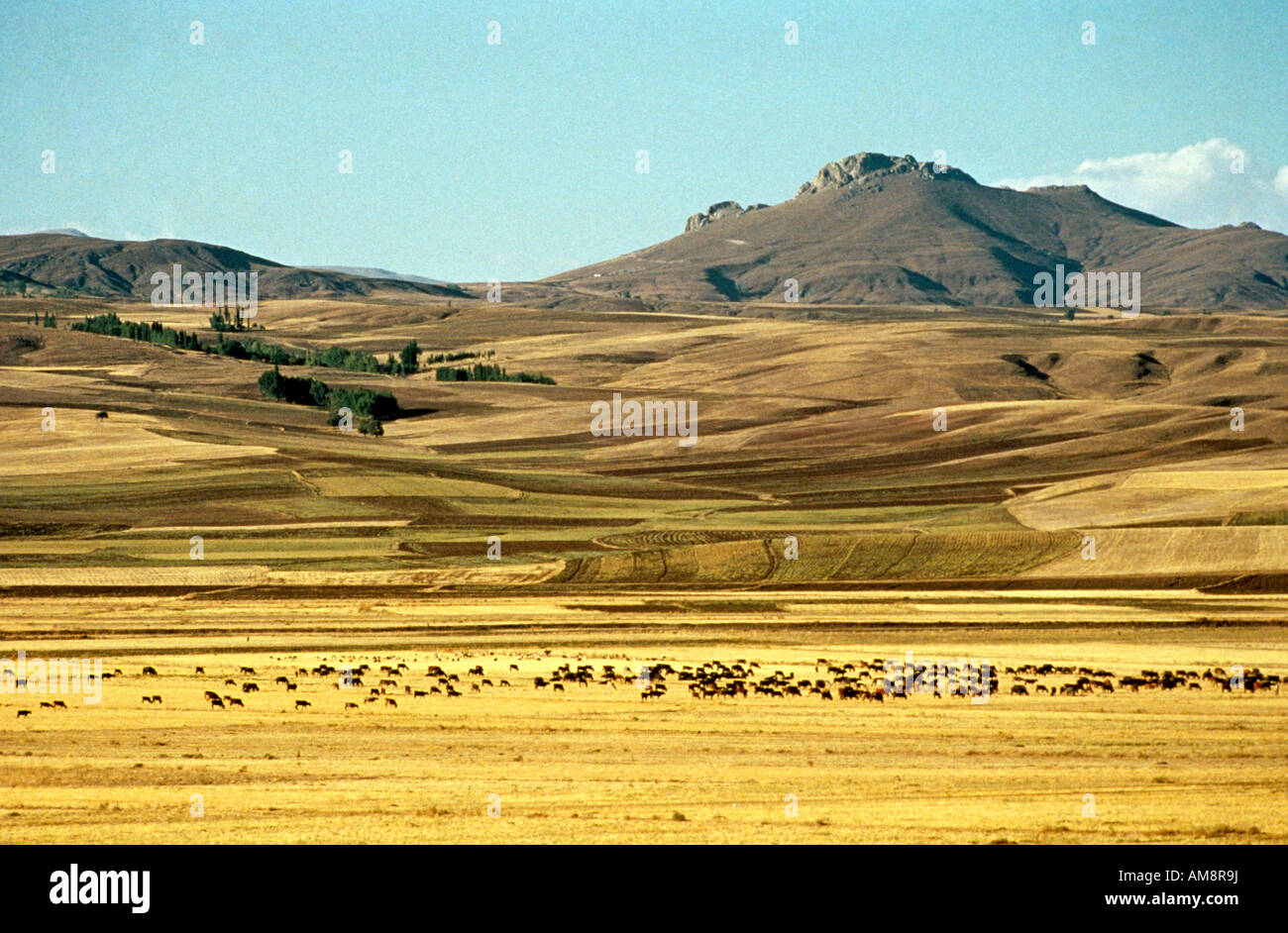 Turkey Central Anatolia plains. Cattle foreground and sheep grazing ...