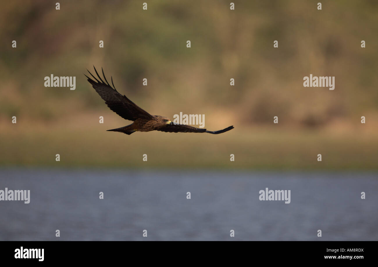 African Marsh Harrier in flight over river (Circus ranivorus Stock ...