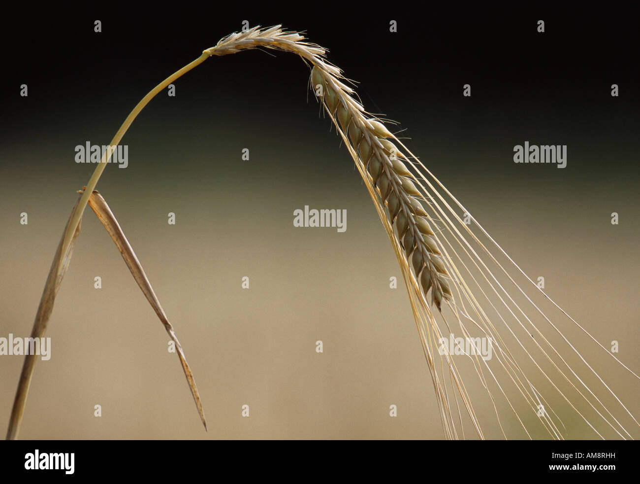 TWO ROWED BARLEY head Hordeum vulgare Stock Photo - Alamy