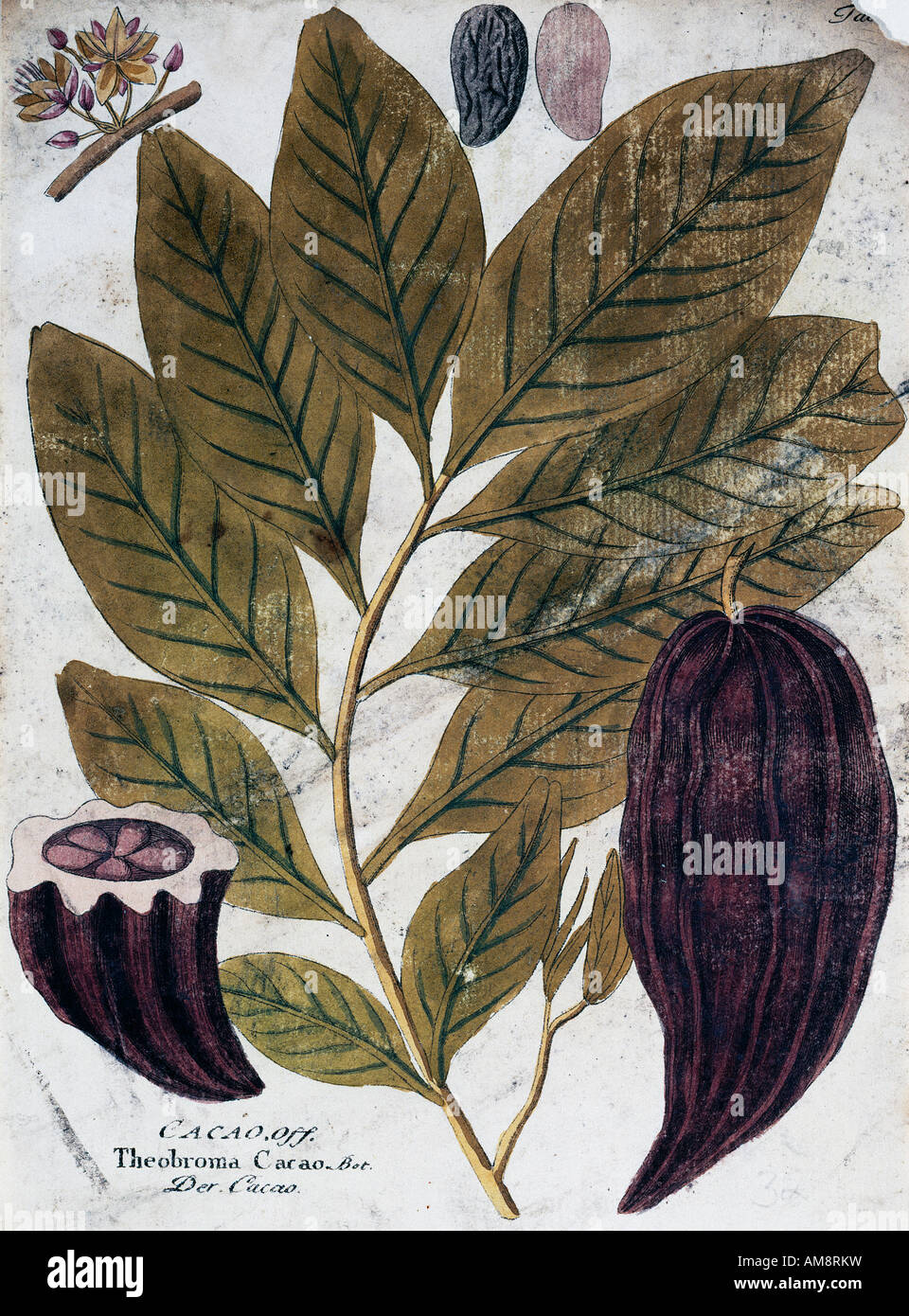 Theobroma cacao, cocoa Stock Photo - Alamy