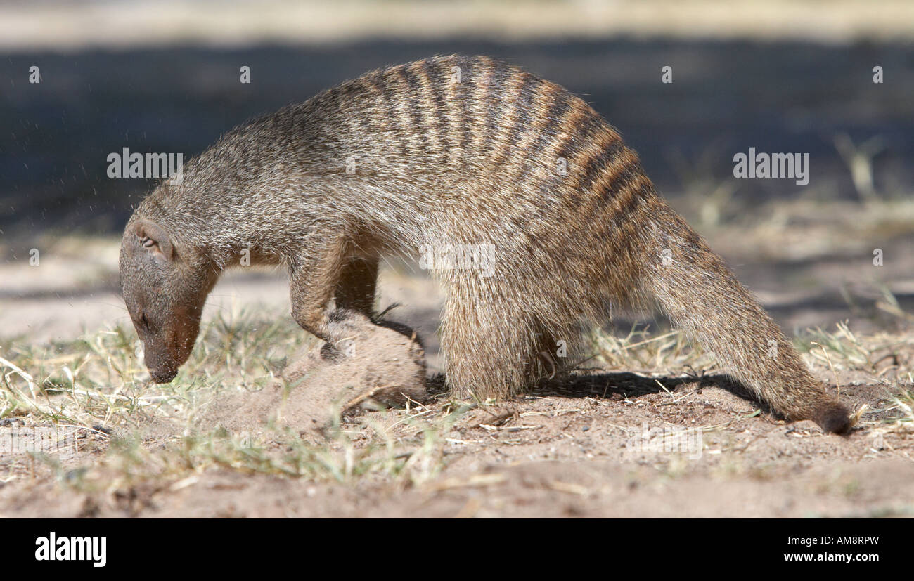 Banded Mongoose digging for insects (Mungos mungo Stock Photo - Alamy
