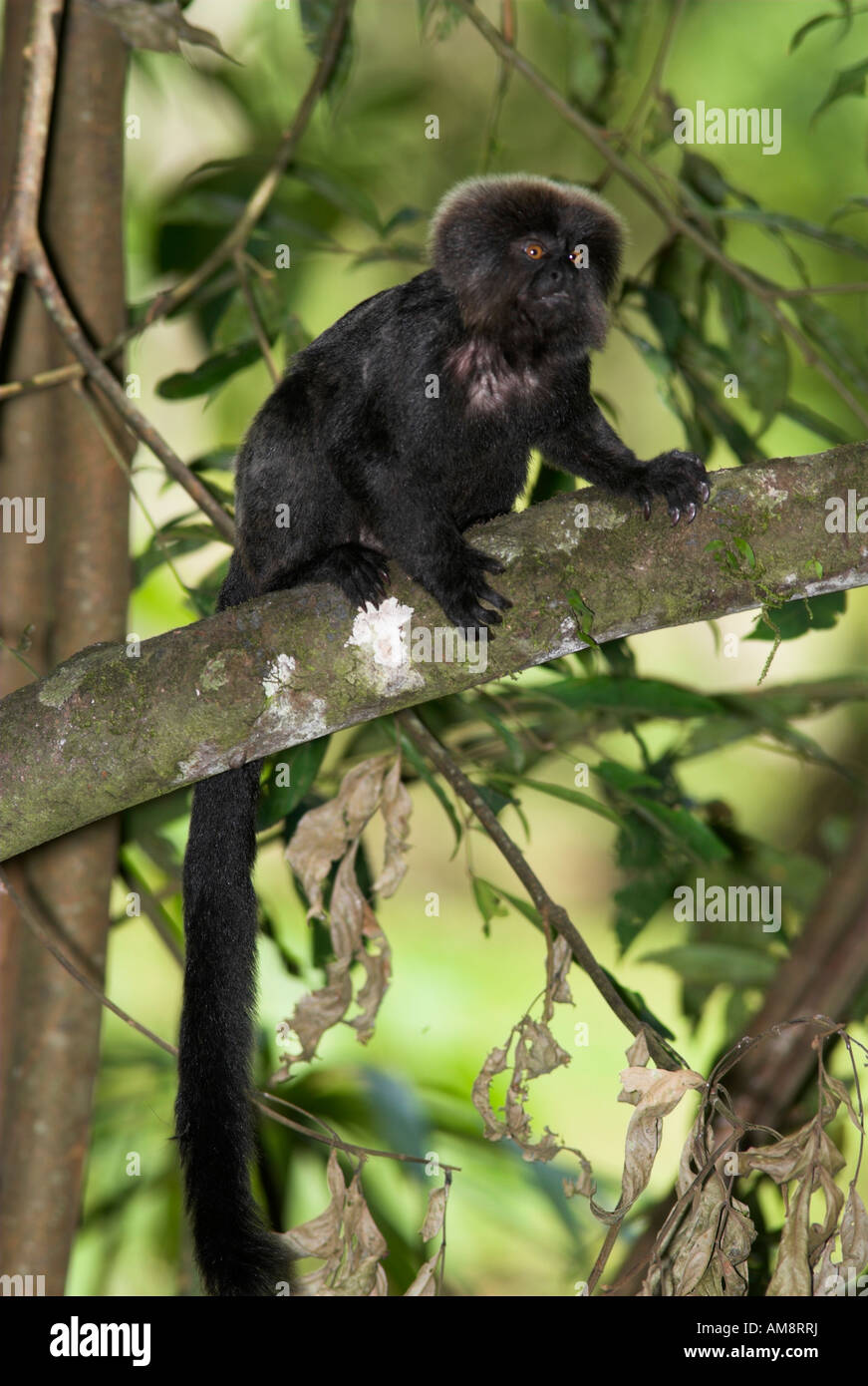 Callimico hi-res stock photography and images - Alamy