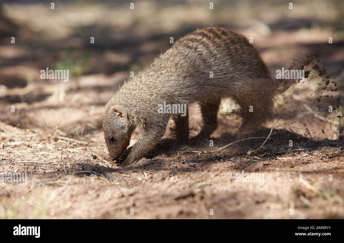 Banded Mongoose hunting for insects (Mungos mungo Stock Photo - Alamy