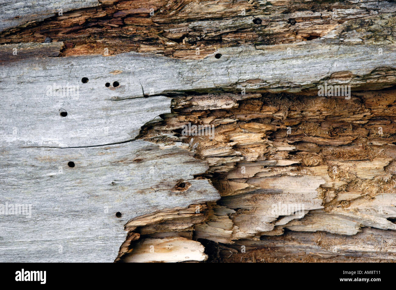 Log rot hi-res stock photography and images - Alamy