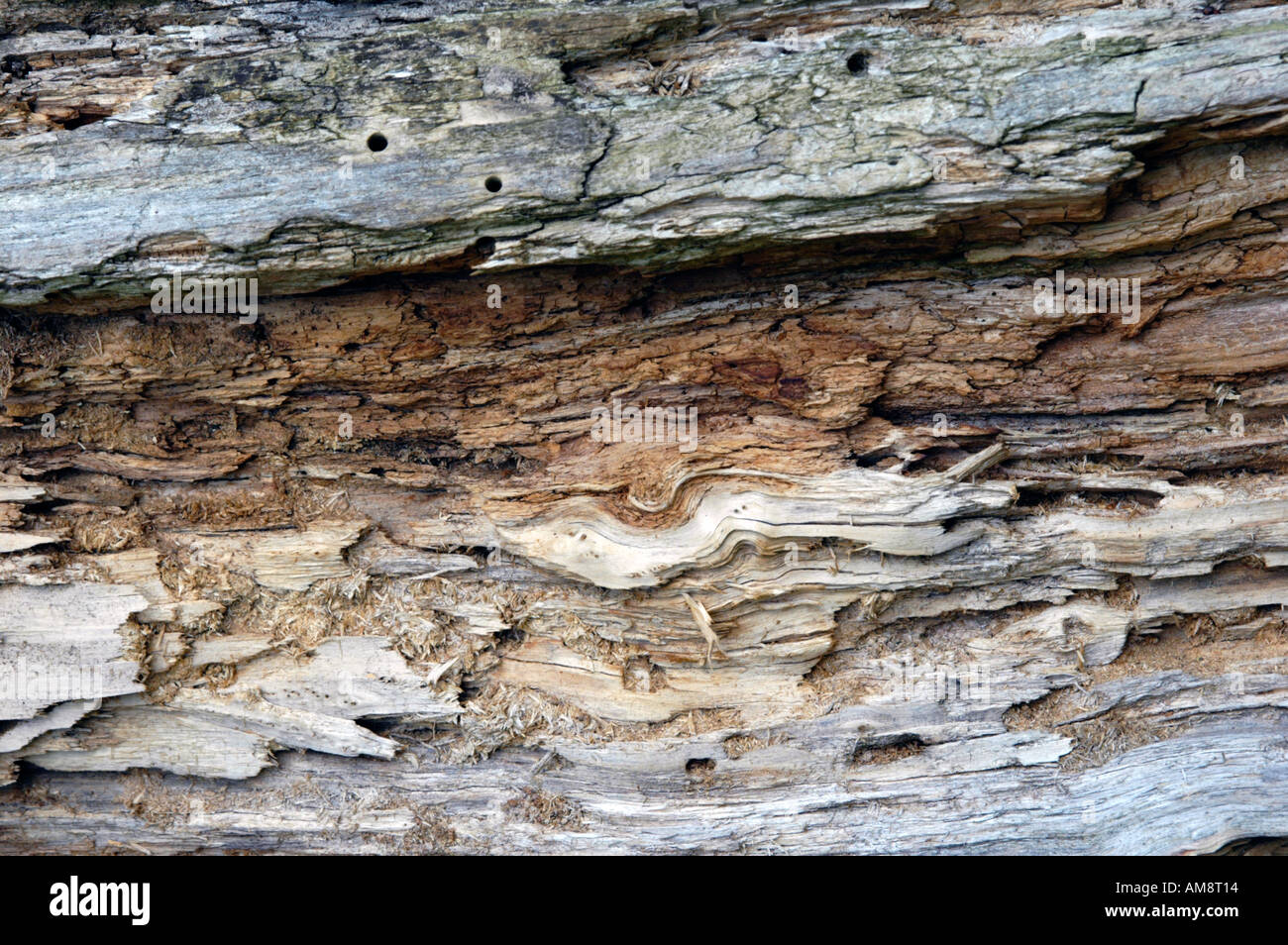 Wood louse hi-res stock photography and images - Alamy