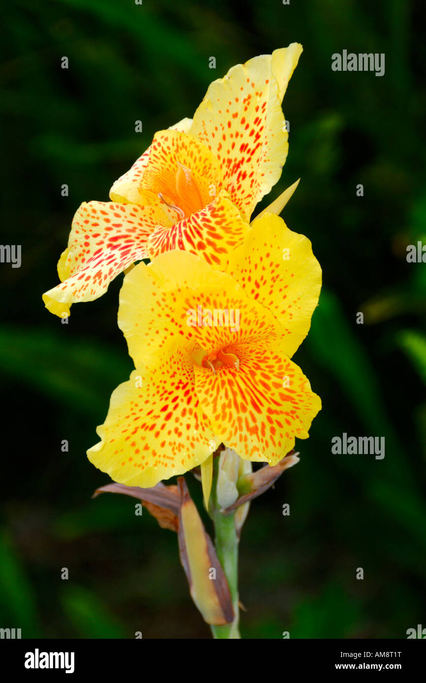 Beautiful Canna Lily (canna cultivars, Cannaceae, Lenape) blooming in ...
