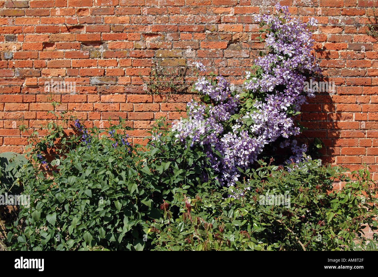 Old rustic garden wall with plants Stock Photo - Alamy