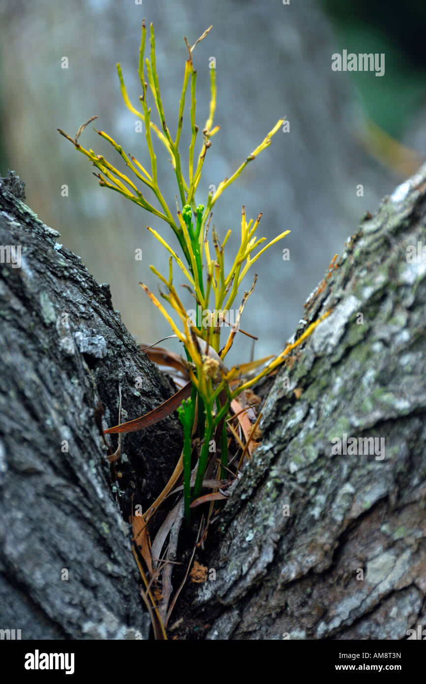 Parasite tree hi-res stock photography and images - Alamy