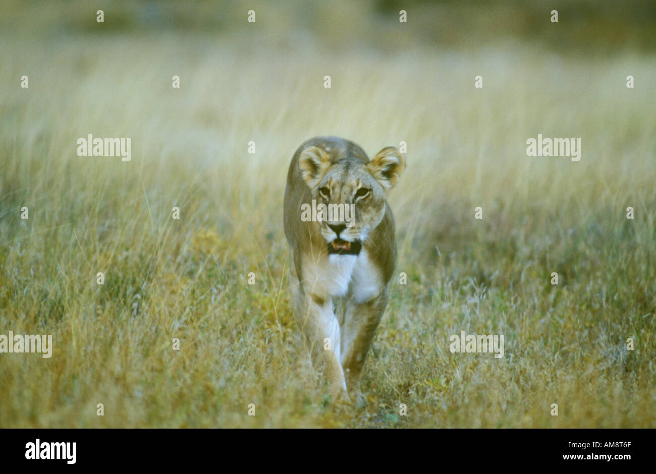 Lion walking into camera Stock Photo - Alamy