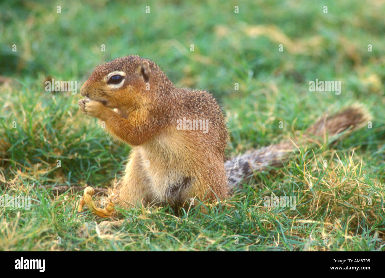African Ground Squirrel Stock Photo - Alamy