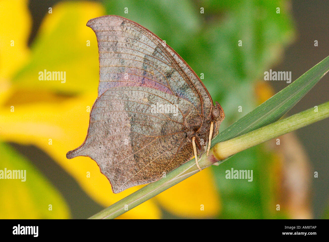 Goatweed Leafwing Anaea andria Aurora Missouri United States 22 October ...