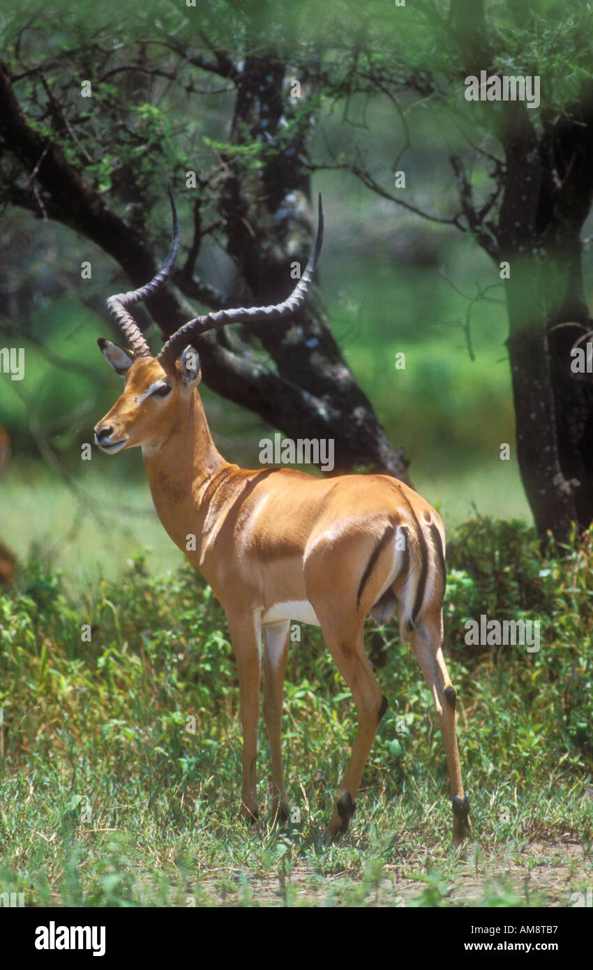 Impala aepyceros melampus tail hi-res stock photography and images - Alamy