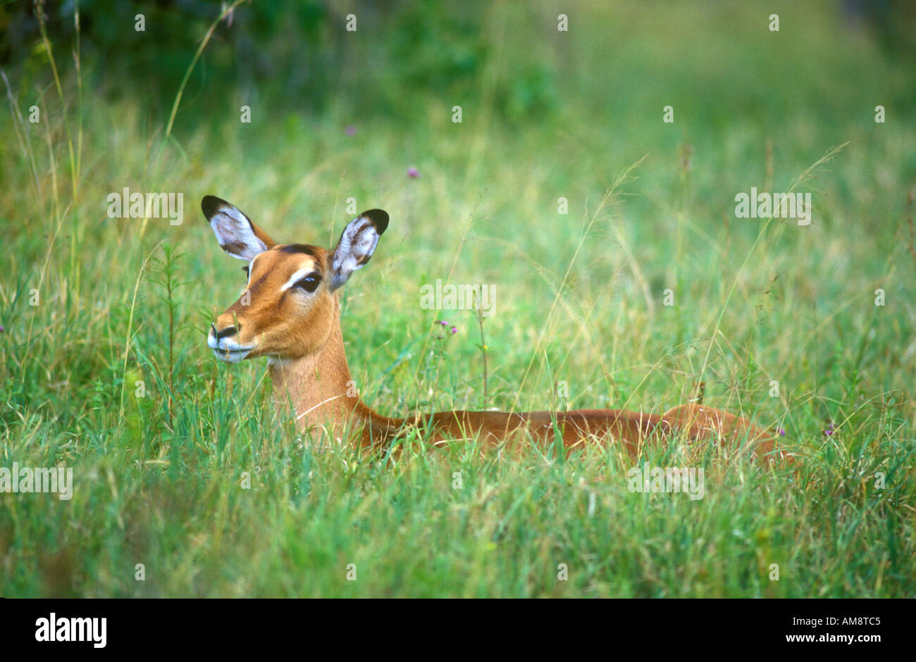 Female Impala resting in long grass Stock Photo - Alamy