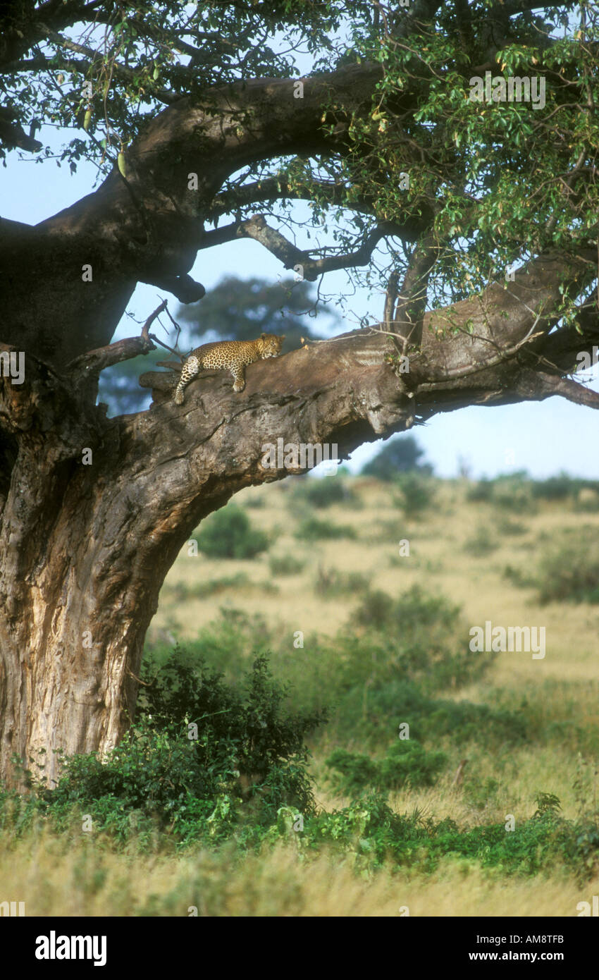 Big Male Leopard resting in typical pose in Baobab tree Stock Photo - Alamy