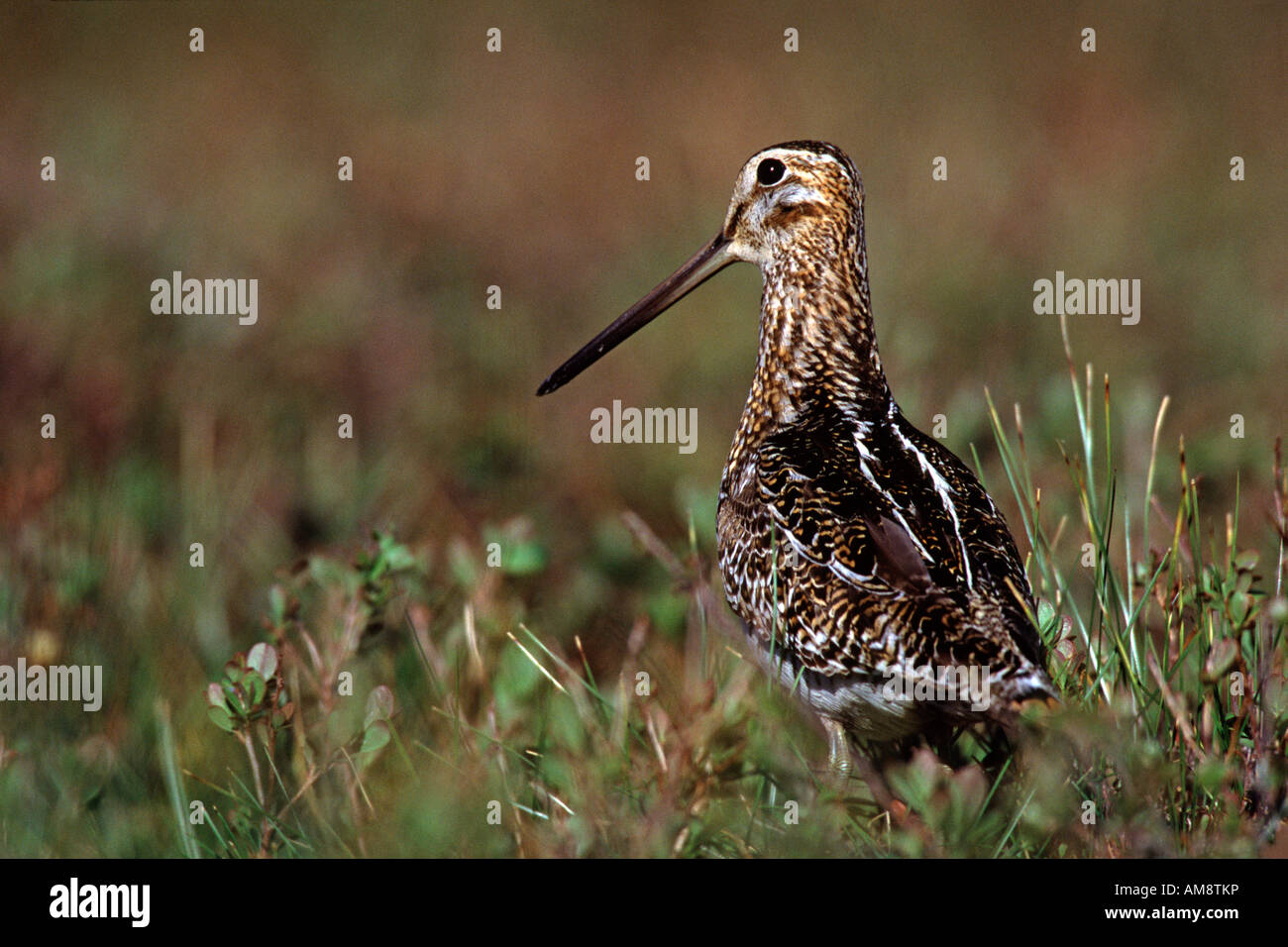 Snipe birds hi-res stock photography and images - Alamy