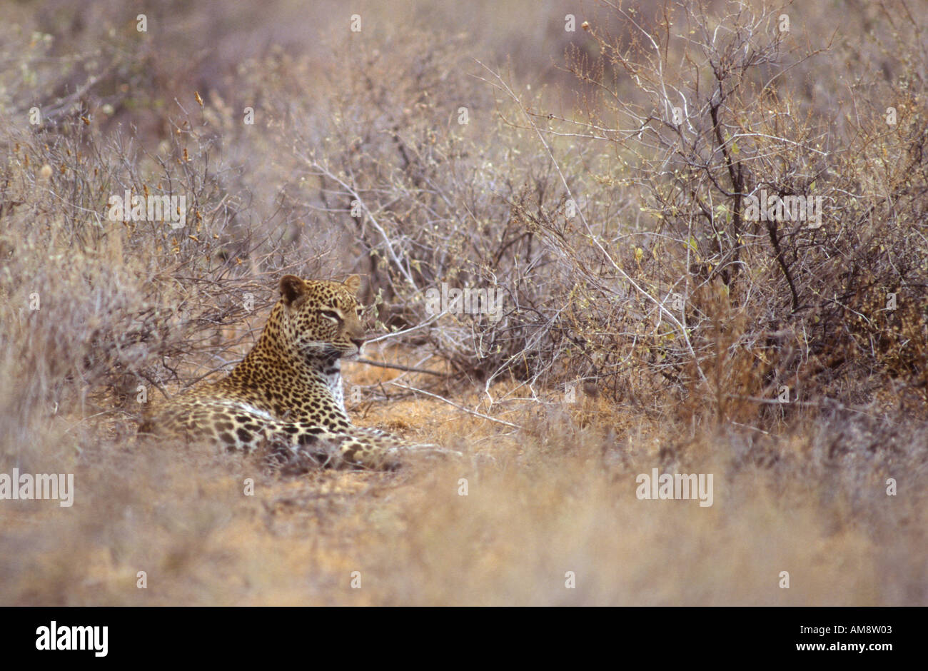 Typical resting pose hi-res stock photography and images - Alamy
