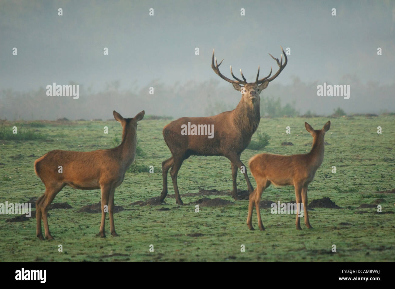 red deer hind watching stag during the rut Stock Photo - Alamy