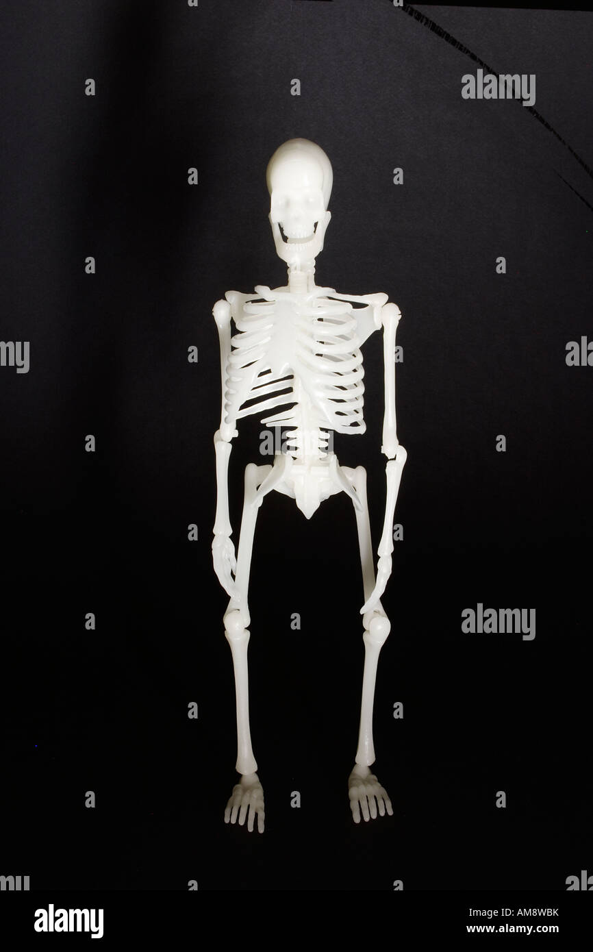 Human skeletal remains hi-res stock photography and images - Alamy