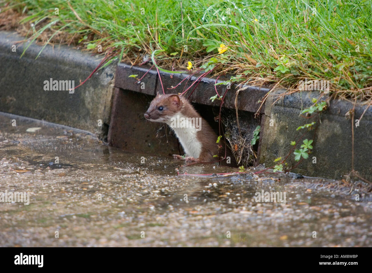 After this stoat had caught a young rabbit, it dragged its prey down a ...
