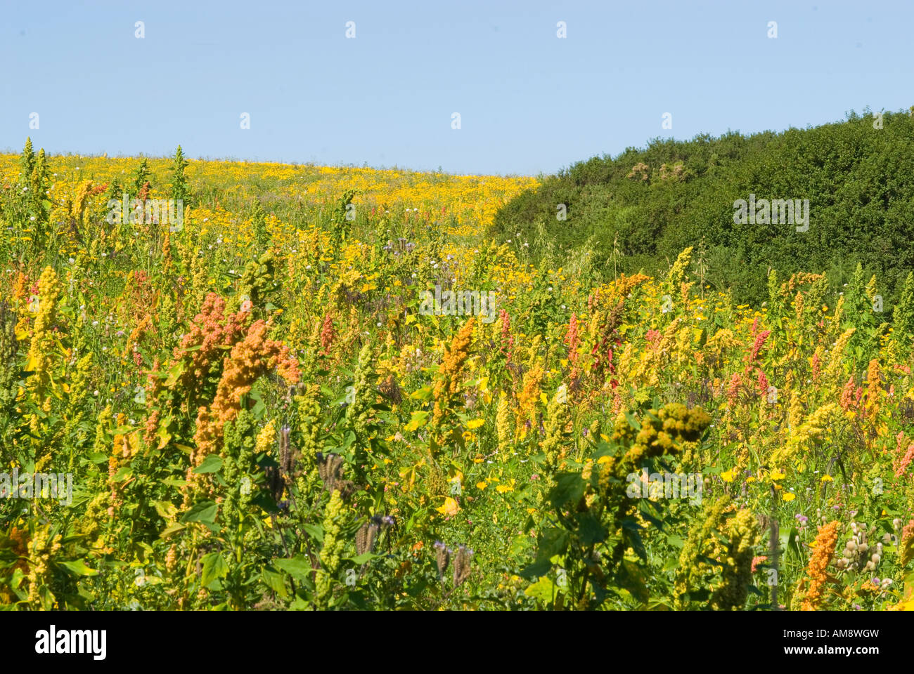 Summer Fallow Field Stock Photo - Alamy