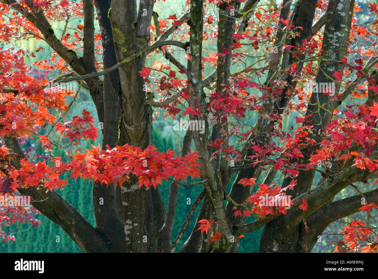 Vivid red japanese maple hi-res stock photography and images - Alamy