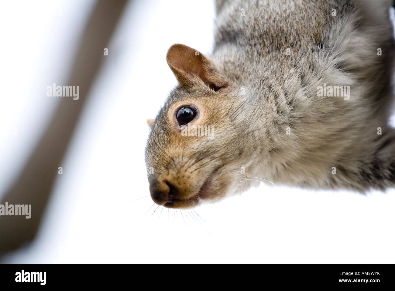 Minnesota USA Minneapolis North American red squirrel at Loring Park ...