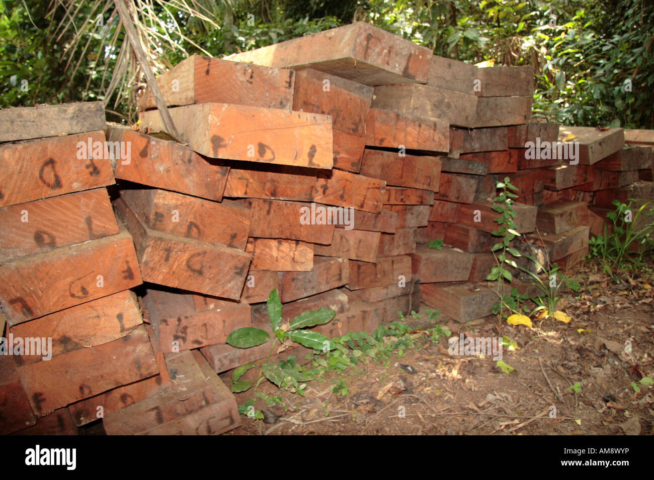 Uncontrolled destruction illegal logging hi-res stock photography and ...