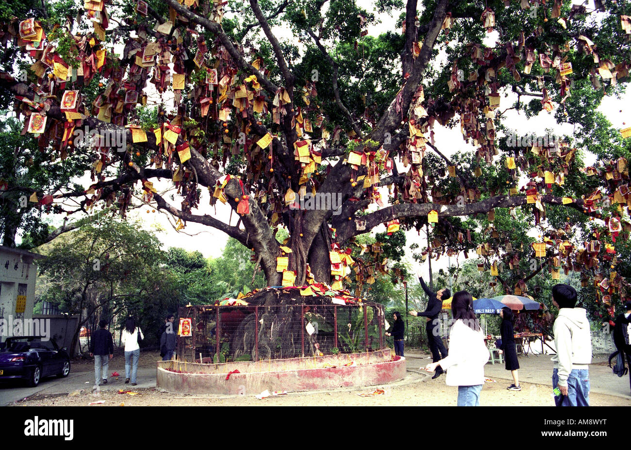 Wishing Tree in China Stock Photo - Alamy