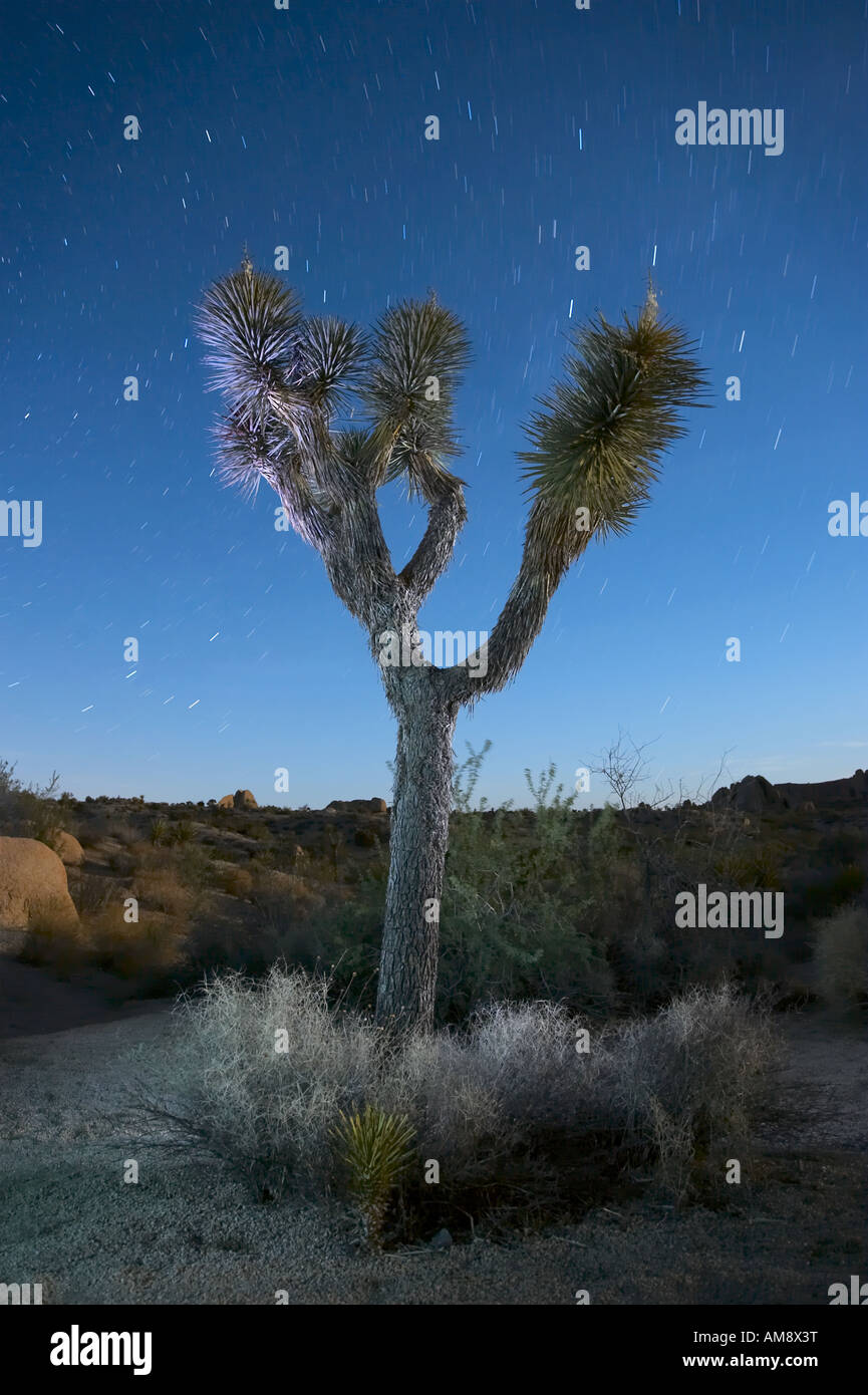 Joshua tree night full moon hi-res stock photography and images - Alamy