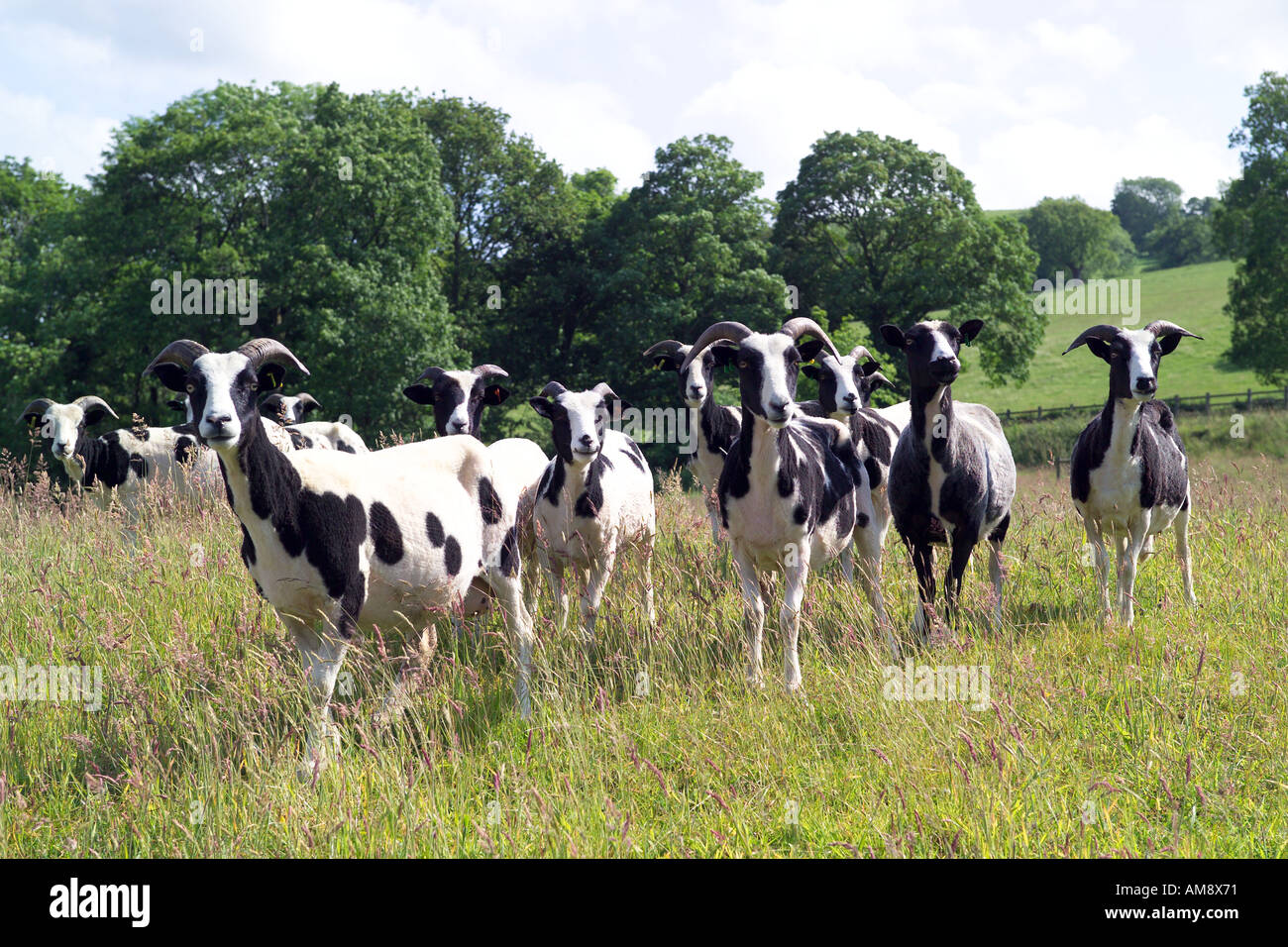 Welsh farm animals hi-res stock photography and images - Alamy