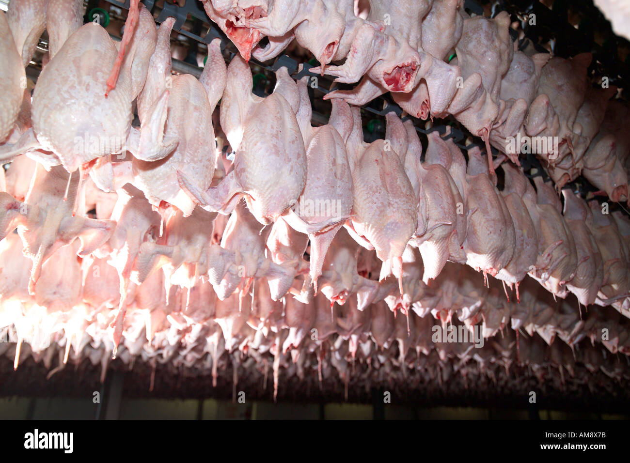 Chicken carcasses hanging in processing factory Stock Photo - Alamy