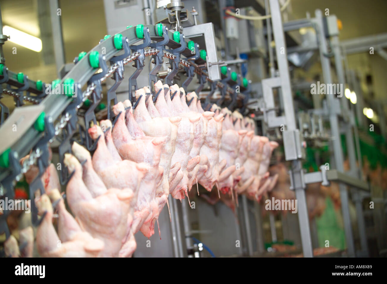 Chicken processing plant hi-res stock photography and images - Alamy