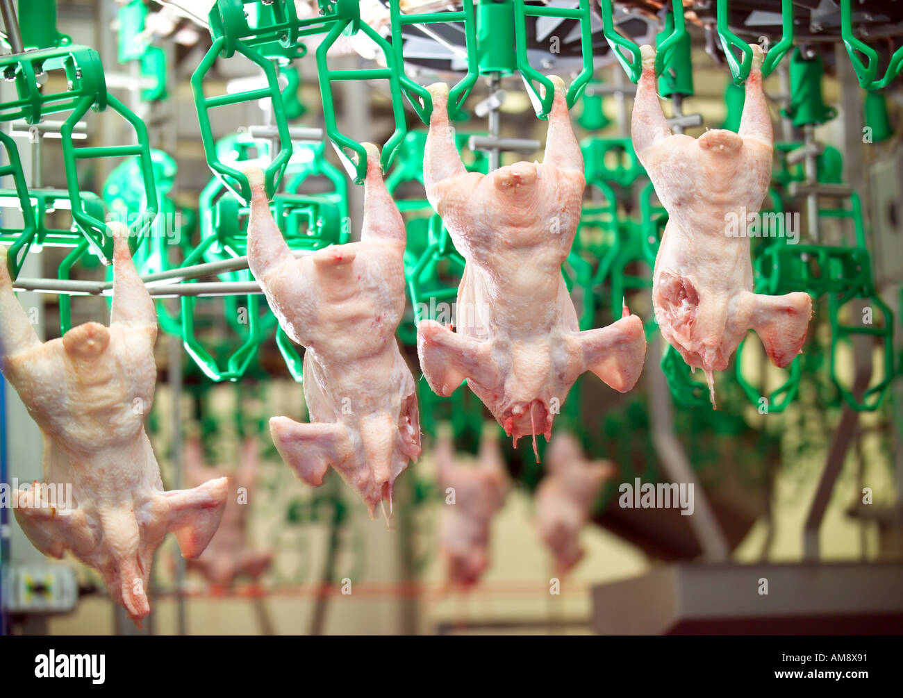 Chicken carcasses hanging in processing factory Stock Photo - Alamy