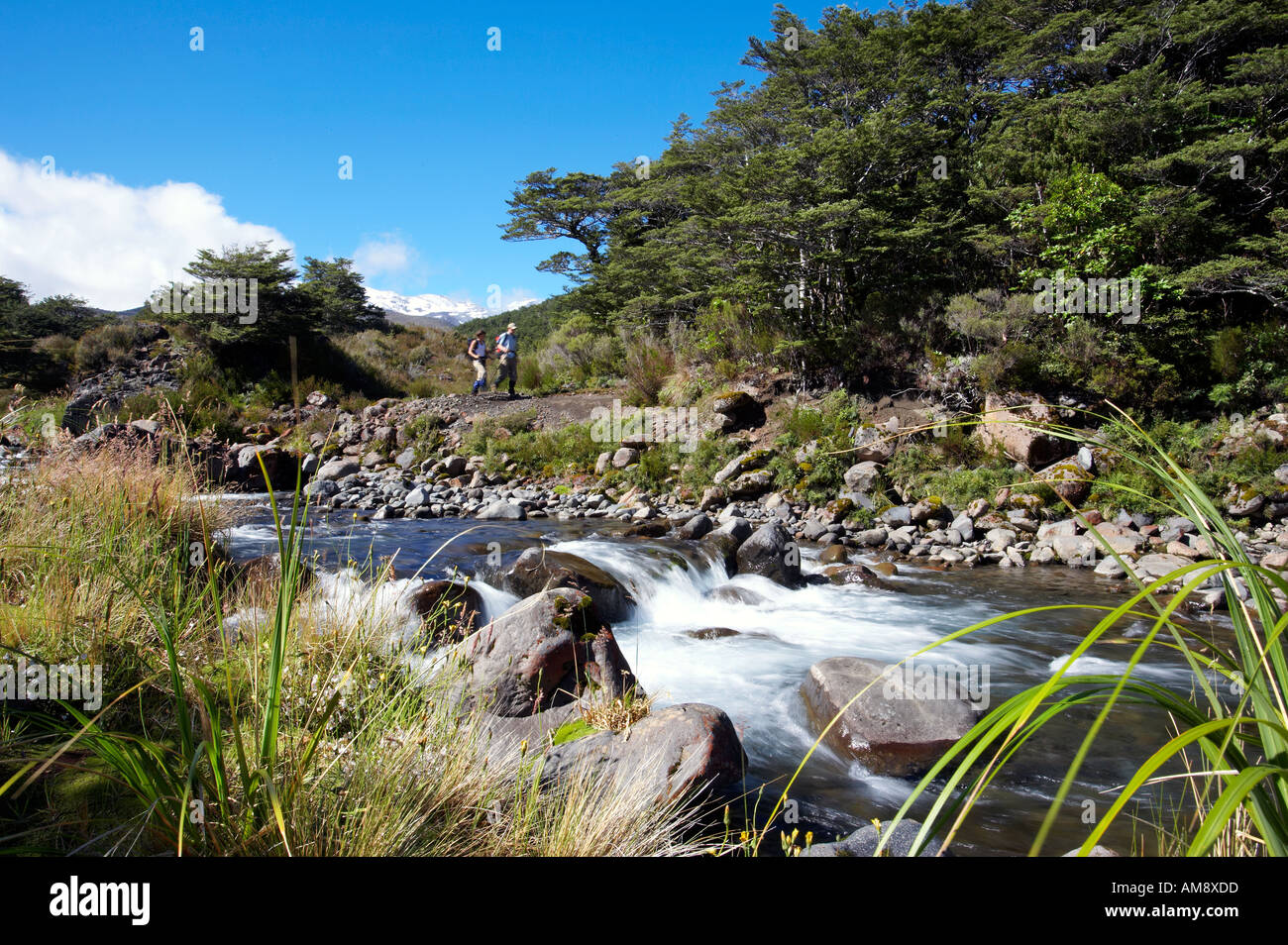 Tramping in the Ruapehu District North Island New Zealand model release ...