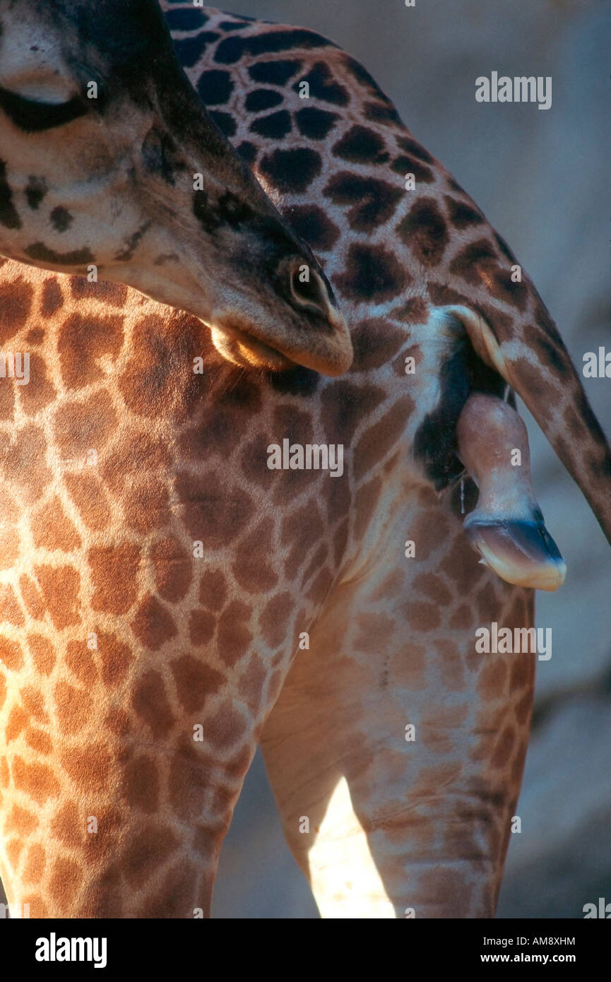 Giraffe giving birth Stock Photo - Alamy