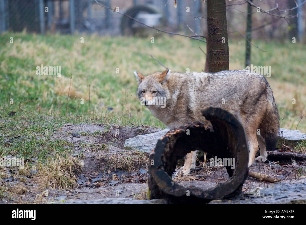 Wisconsin USA Gray wolf "Bay Beach" wildlife sanctuary Green Bay WI ...