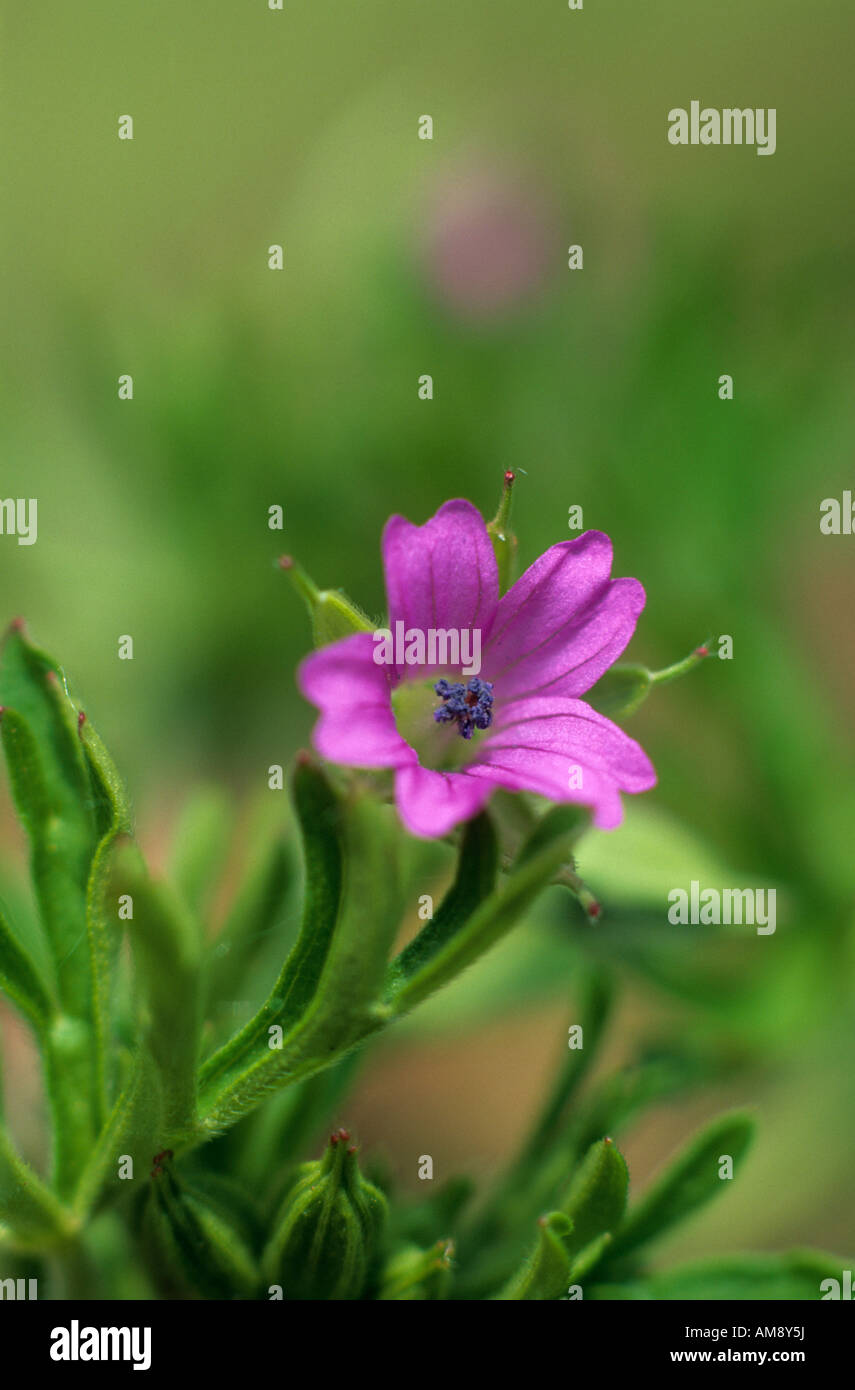 cut leaved cranesbill Geranium dissectum flower Stock Photo - Alamy