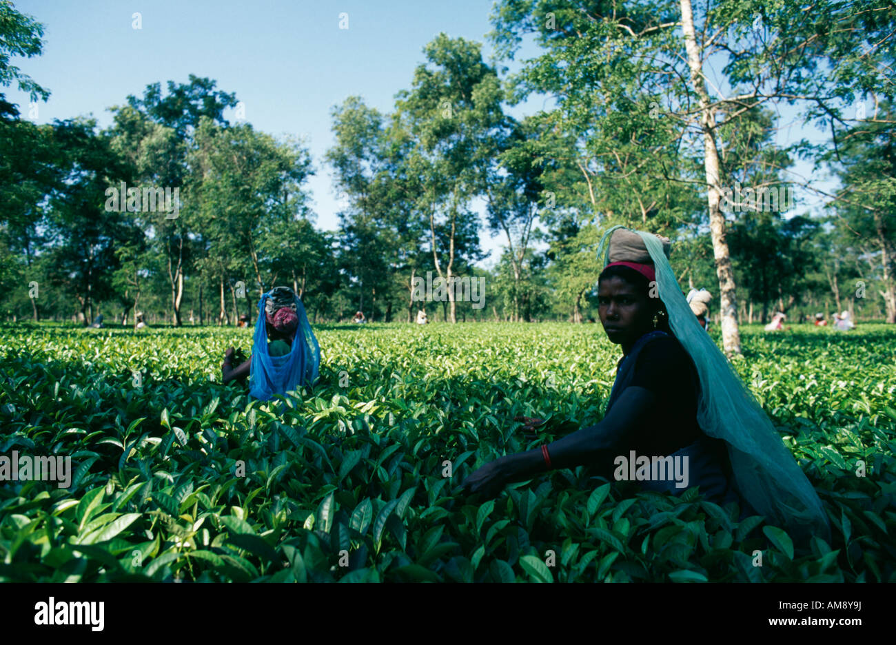 Assam women picking tea leaves hi-res stock photography and images - Alamy