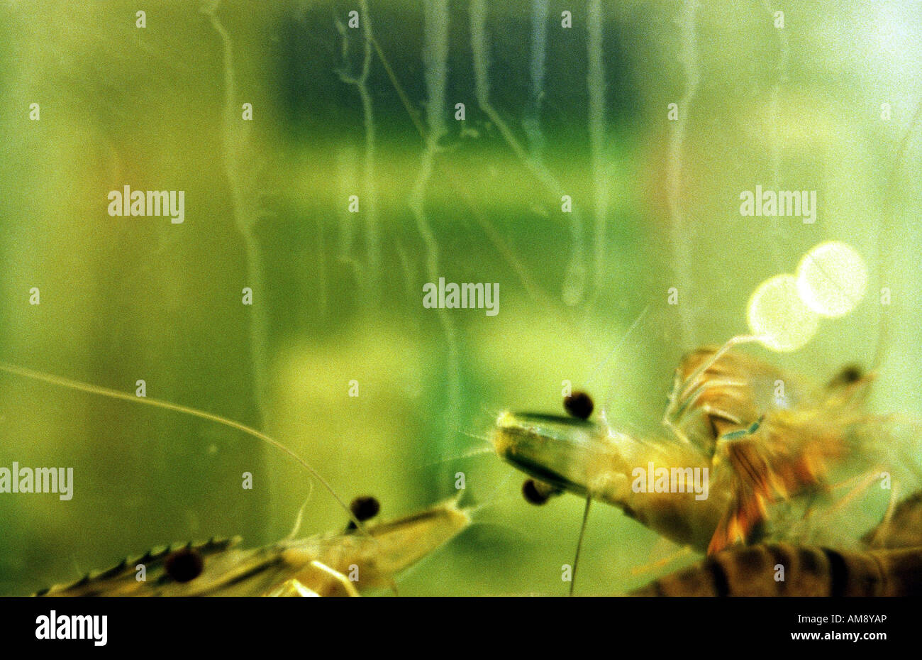 Shrimp in Tank Stock Photo - Alamy