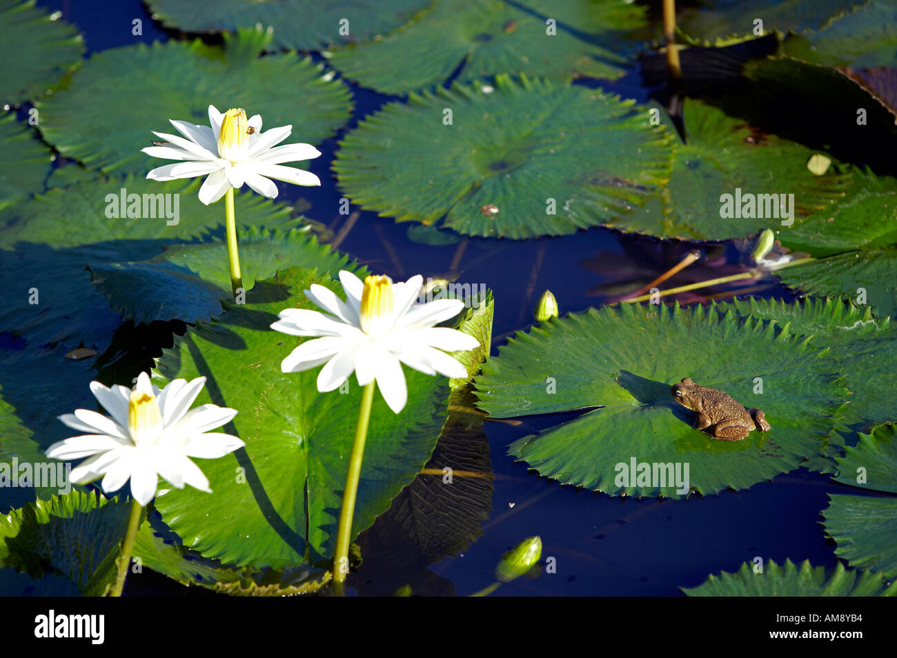 Fiji Tree Frog High Resolution Stock Photography and Images - Alamy